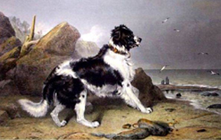 The Newfoundland Dog as captured by Sir Ediwn Landseer